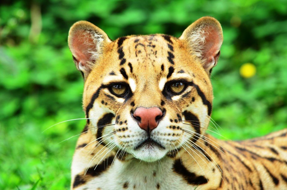 Viajar al Parque Yasuní - Pastaza Travel