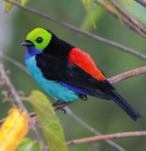 Tangara Paraíso - Tangara Chilensis - Pastaza Travel