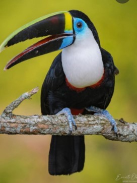 Tucán Goliblanco - Ramphastos Tucanus - Pastaza Travel