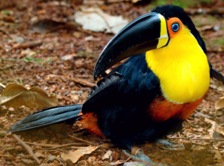 Tucán de Pico Acanalado - Ramphastos Vitellinus - Pastaza Travel